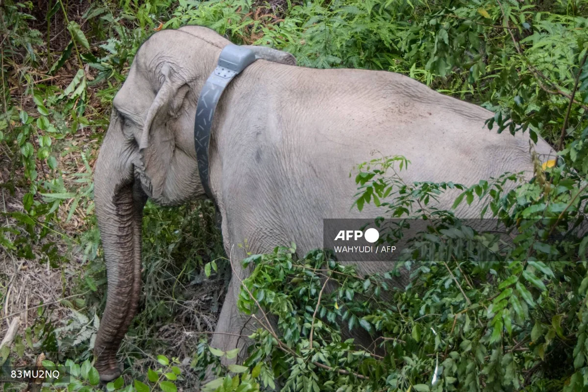 Sri Lanka investigates cruelty claims against Thai gift elephants