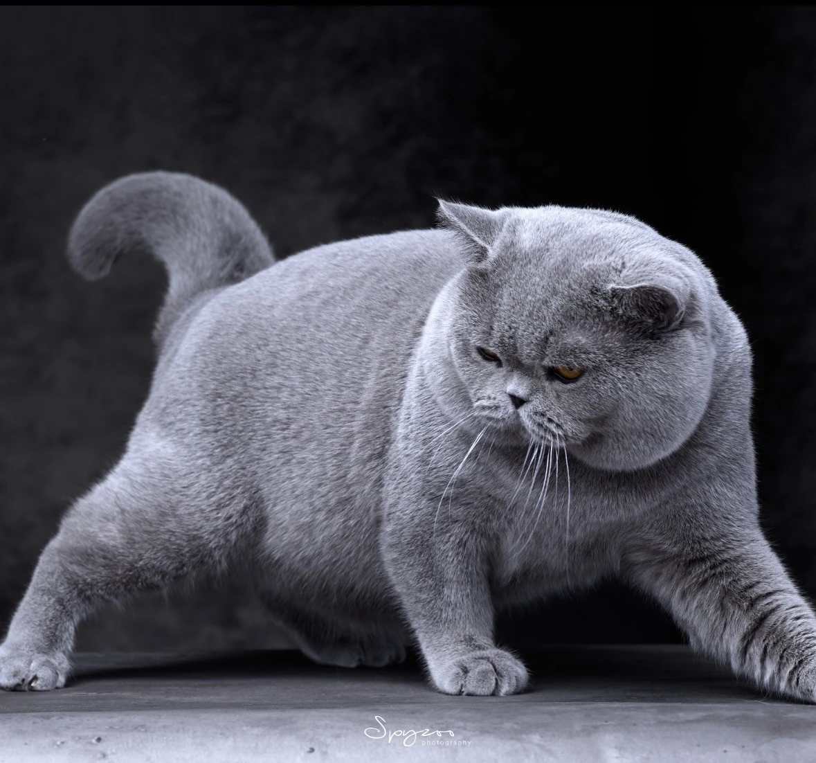 Cat lovers gather to crown best kitty in town