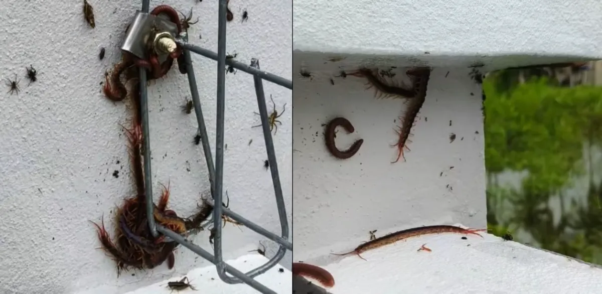 Venomous insects climb fences to escape floodwaters in Malaysia