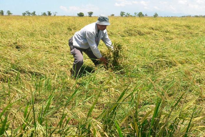 Bernas completes disbursement of RM90 million special aid to padi farmers