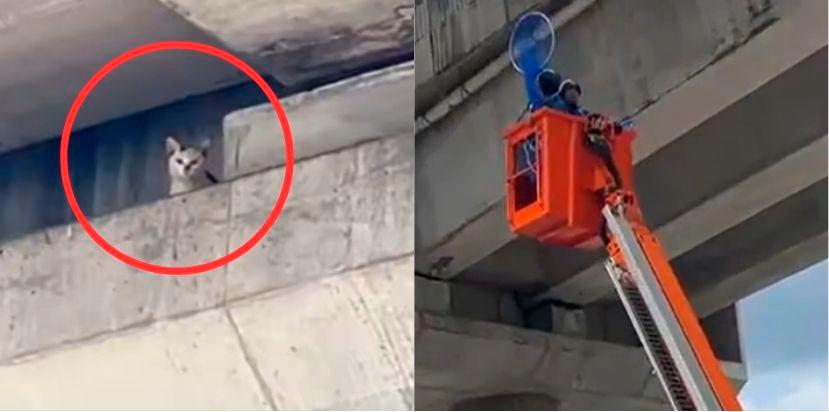 Cat stuck under flyover: Local woman quickly calls APM for help