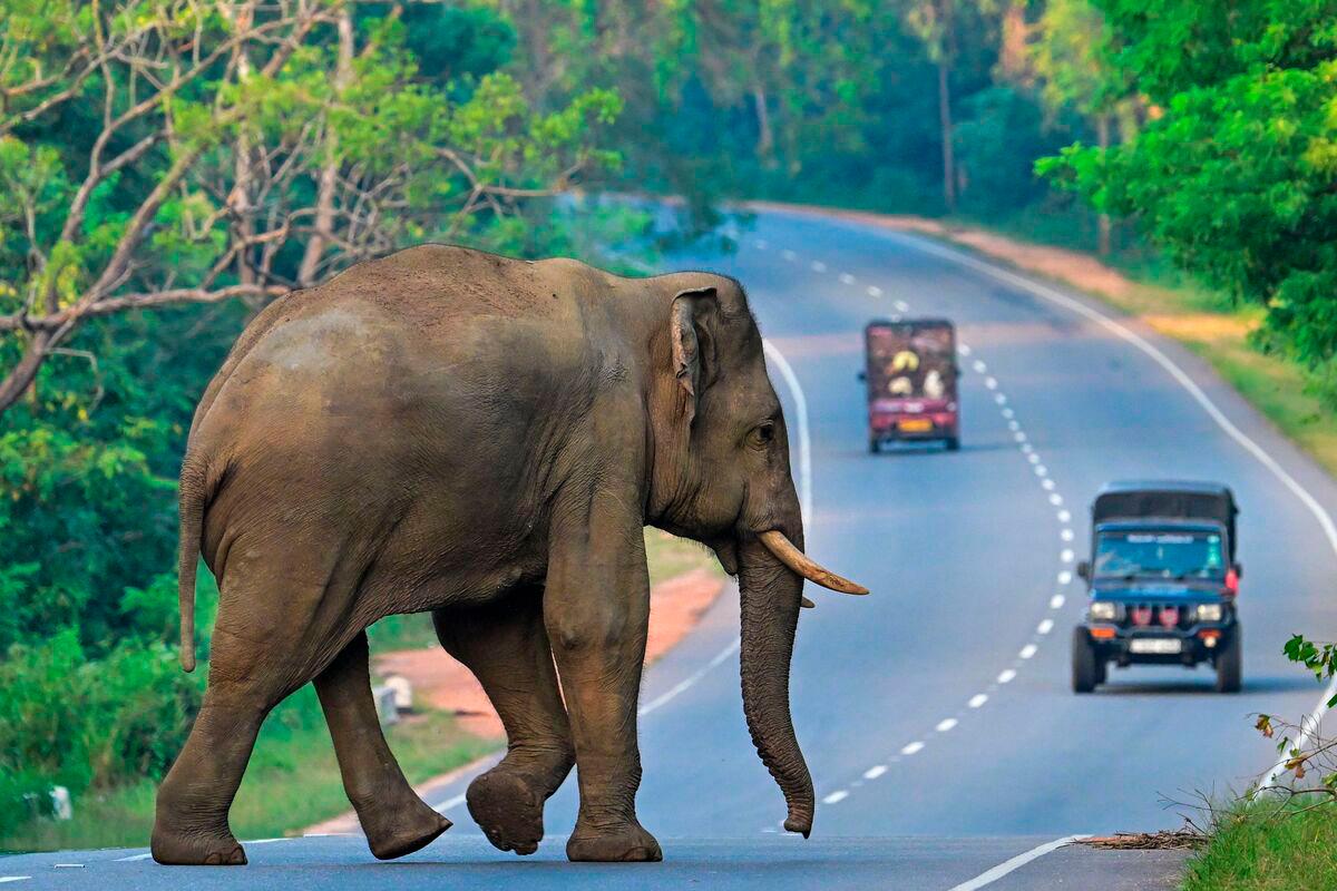 Couple survives crash with elephant on Johor-Mersing road