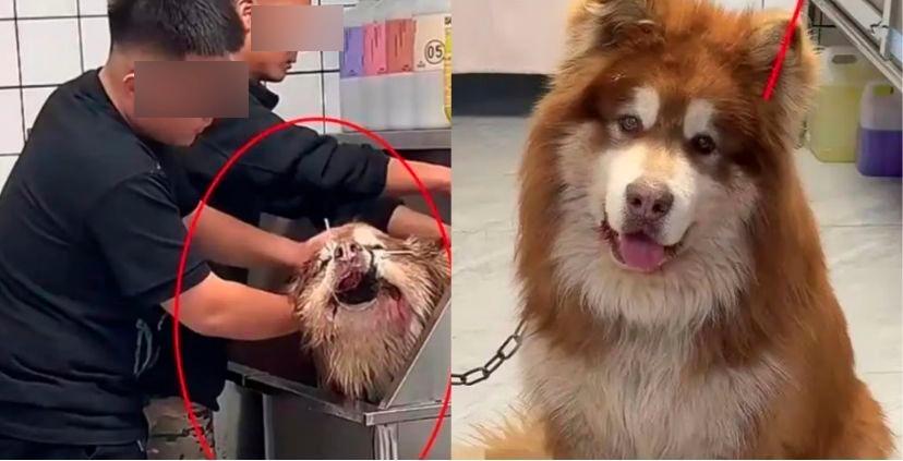Dog in China dies during livestream bath, influencer ties zip tie ...