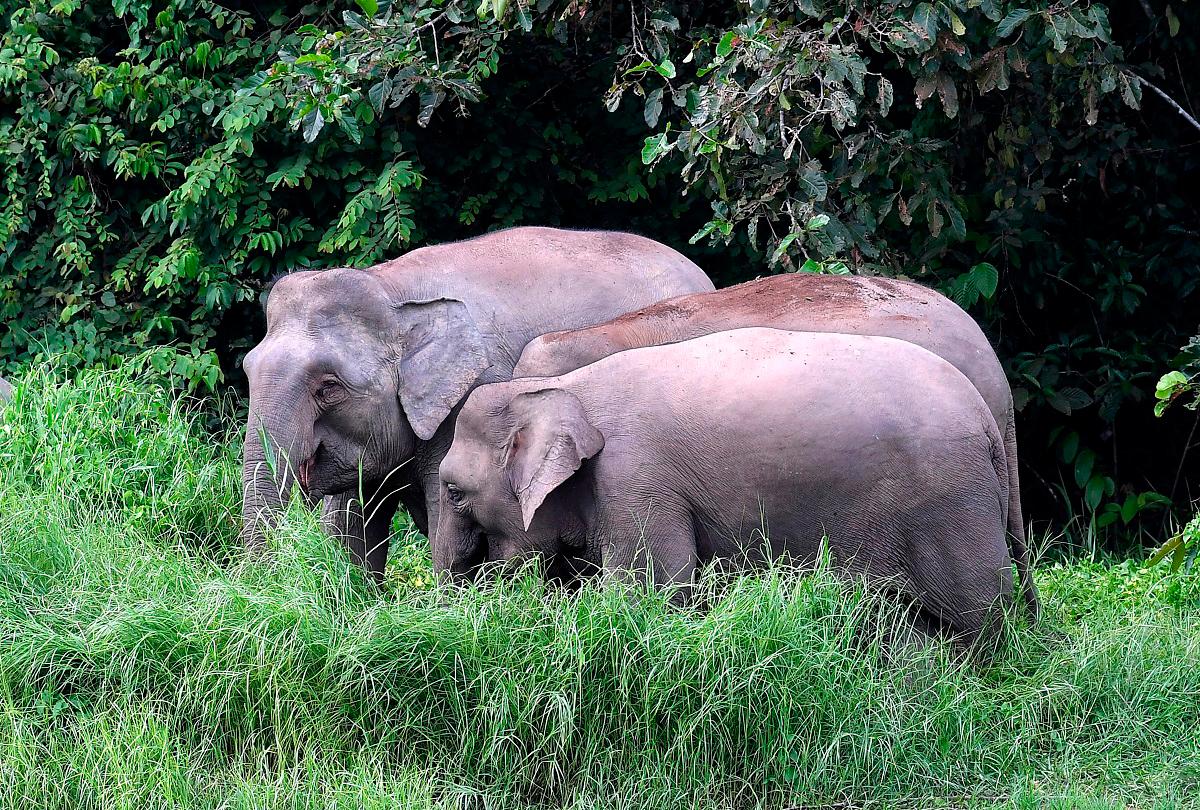 Elephant encounter prompts caution on East-West Highway
