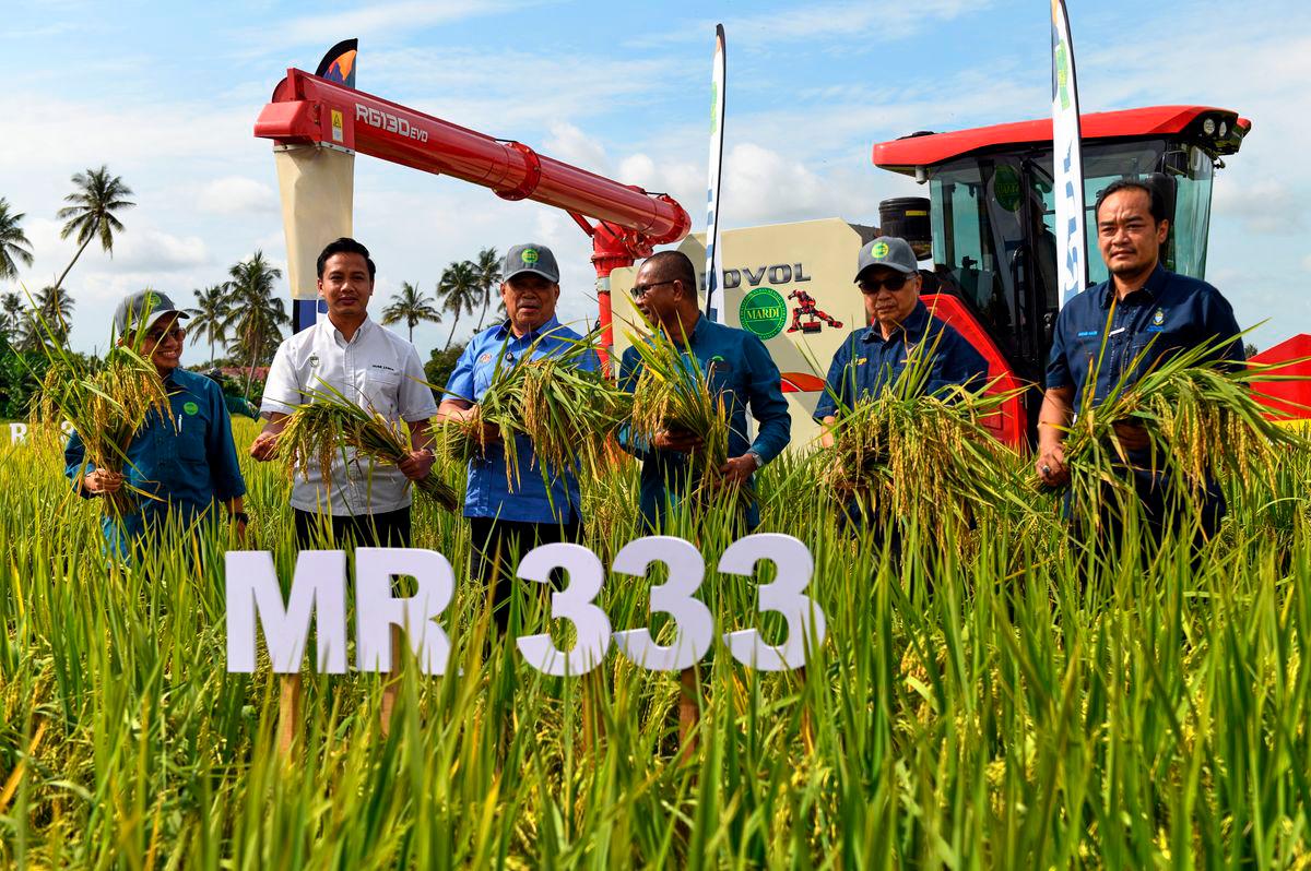 MARDI to study keladi agas weed control in Malaysian padi fields