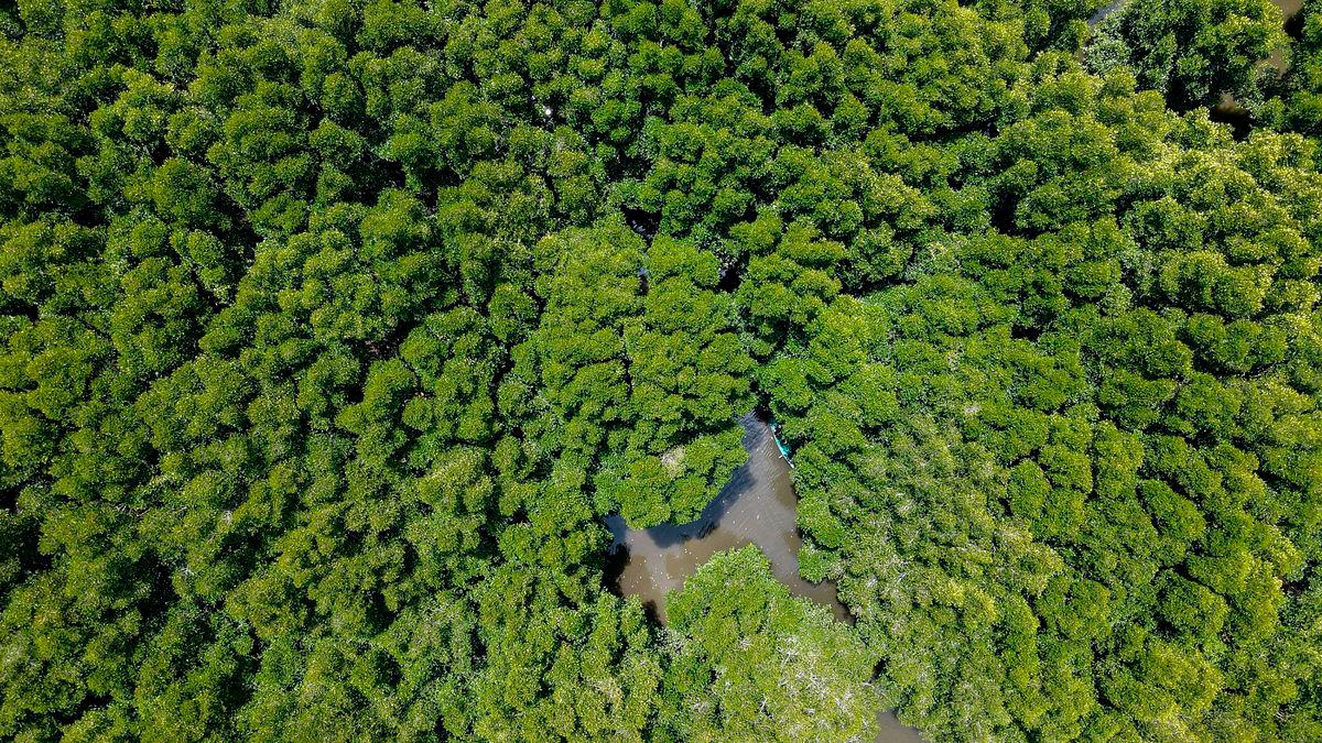 Malaysian forests at risk under ‘restoration’ projects