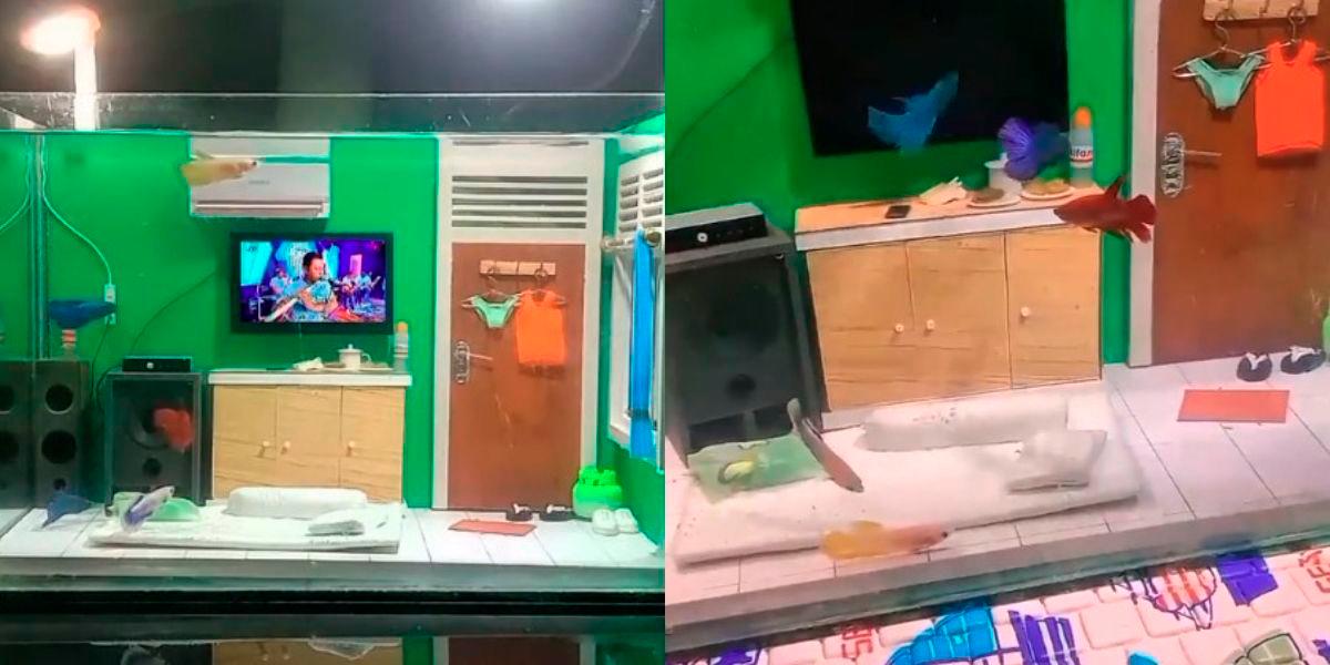 Man creates miniature living room inside aquarium for his school of ...