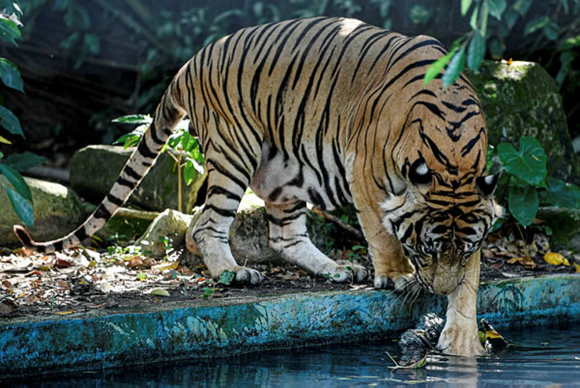 Perak to boost tiger food sources to reduce human conflict