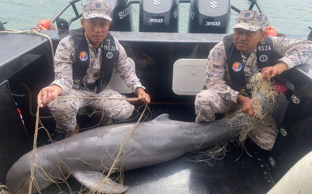 Rare Irrawaddy dolphin found dead in illegal ray net off Kuala Kedah