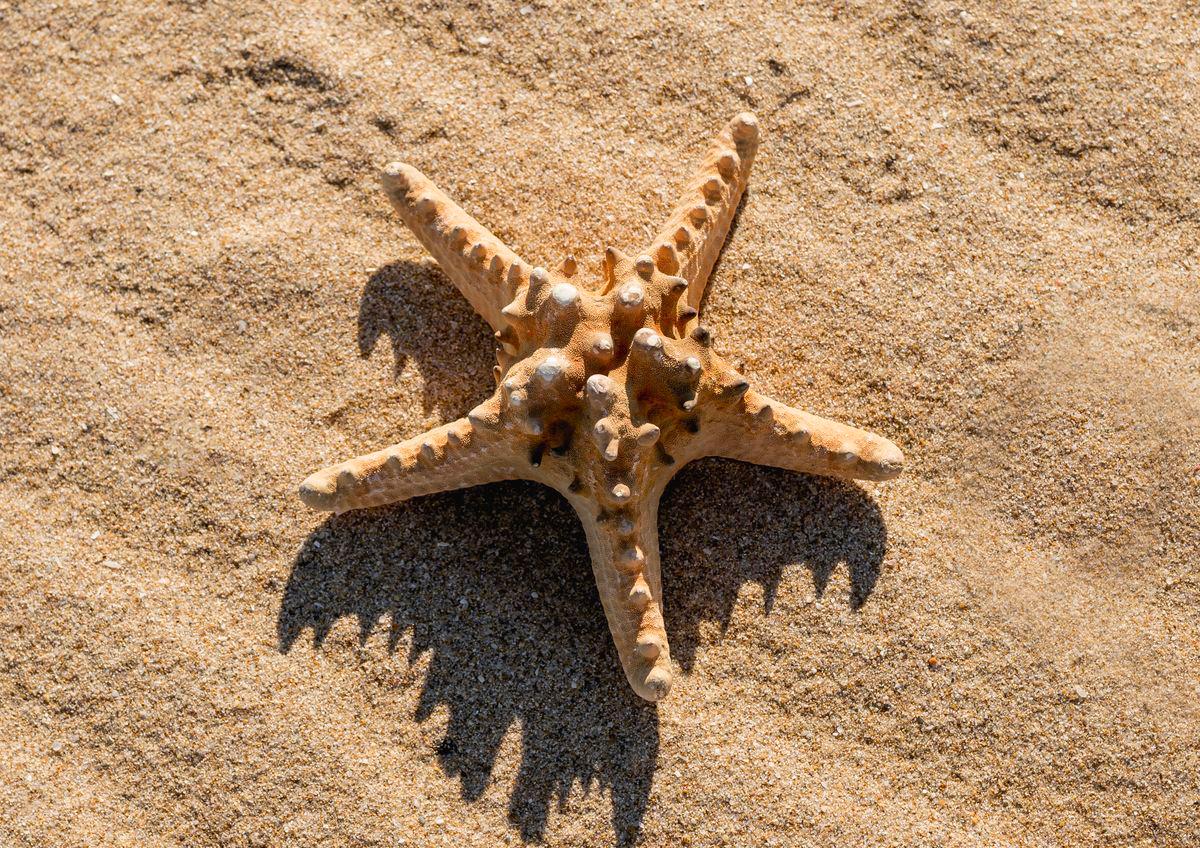 Sabah officials issue warning to tourists: Hands off Starfish