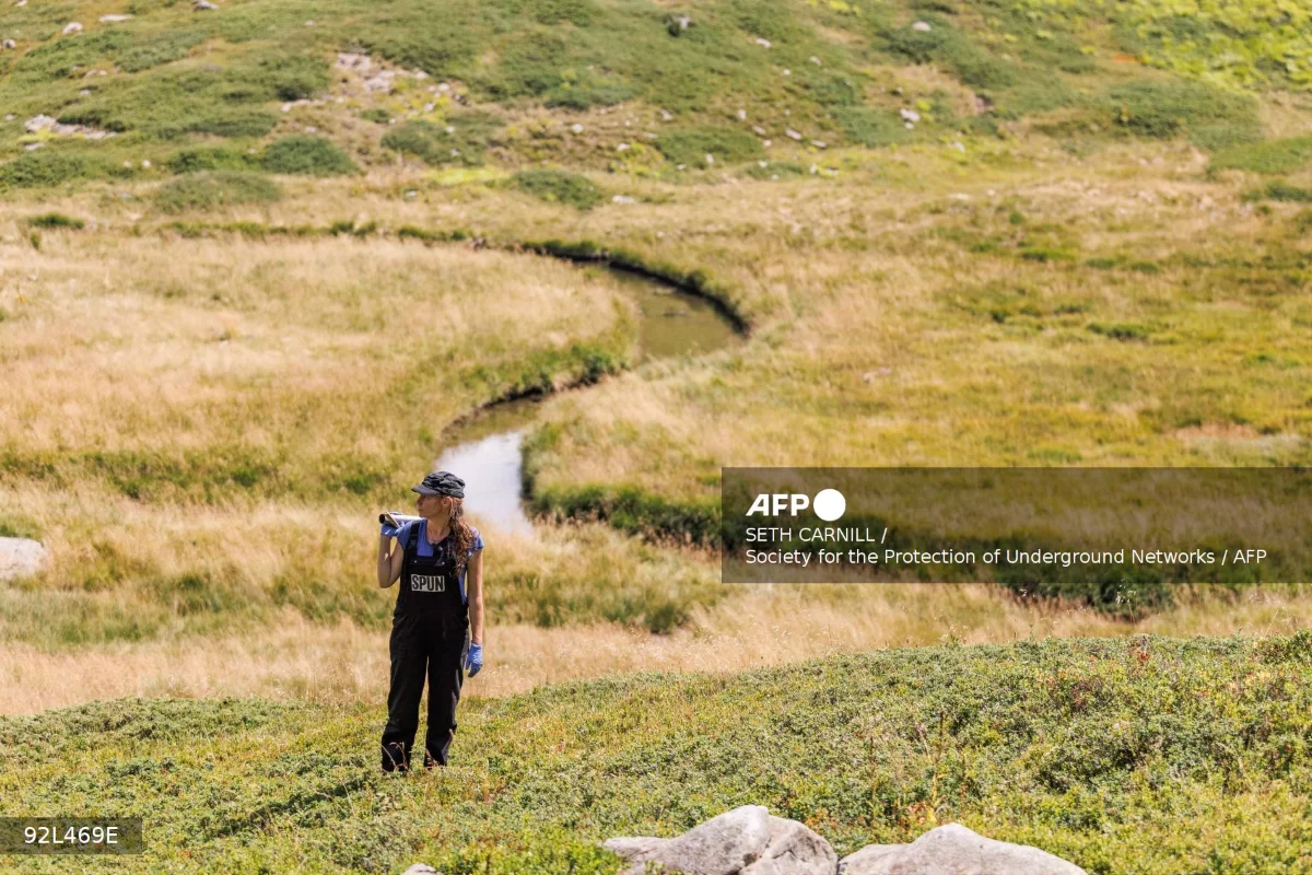 Scientist wins 'Environment Nobel' for revealing hidden fungal networks