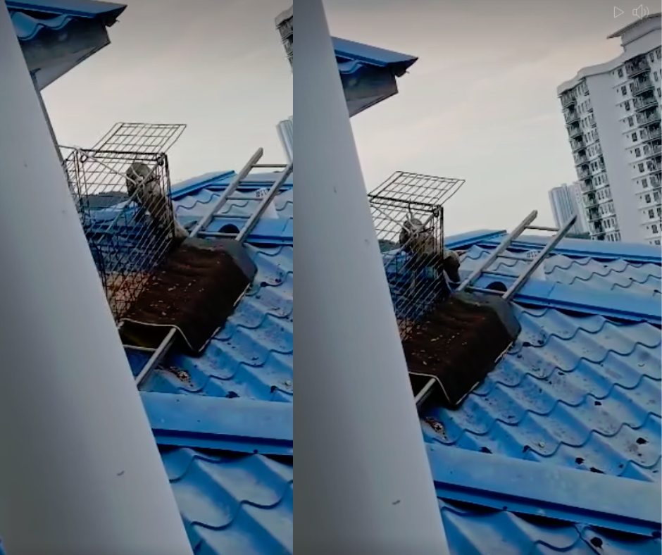 Stray dog ‘Hero’ falls to death after week-long rescue, netizens mourn ...