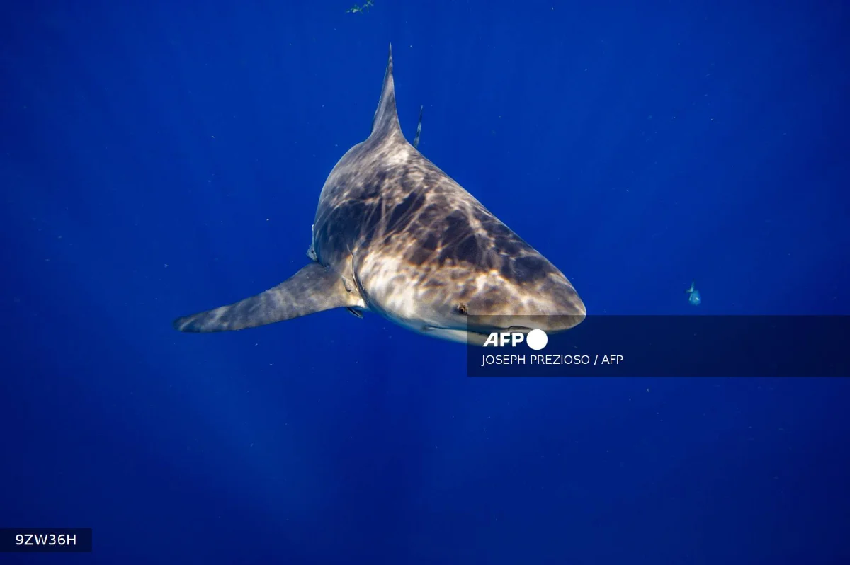 Teenager critically injured in Sydney Harbour shark attack