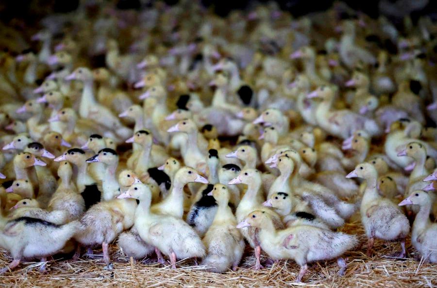 Bird flu hits Australian duck farm