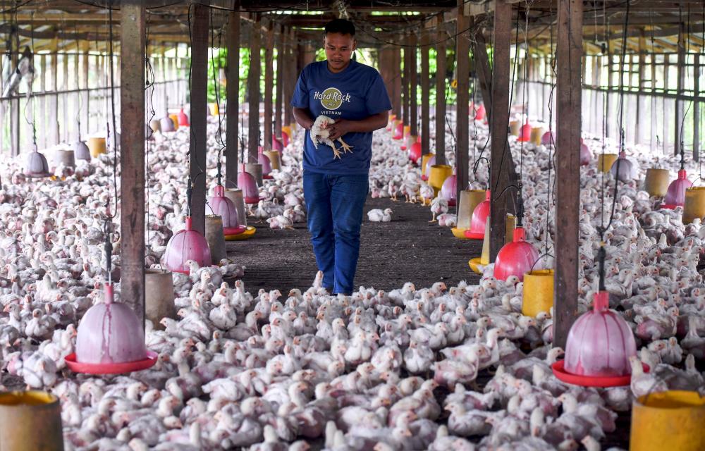 Chicken manure treatment should be mandatory, says Perak assemblyman