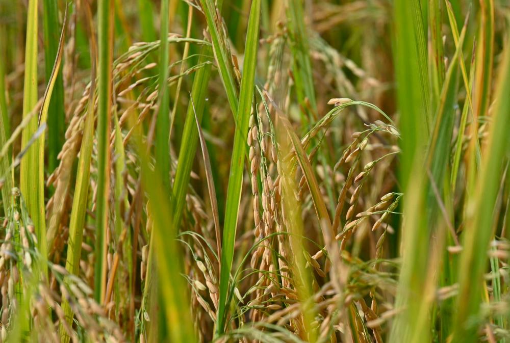 India imposes major rice export ban, triggering inflation fears