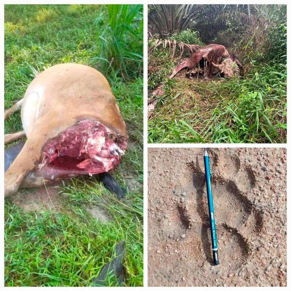 Perhilitan confirms discovery of tiger tracks in Felda Ulu Tebrau