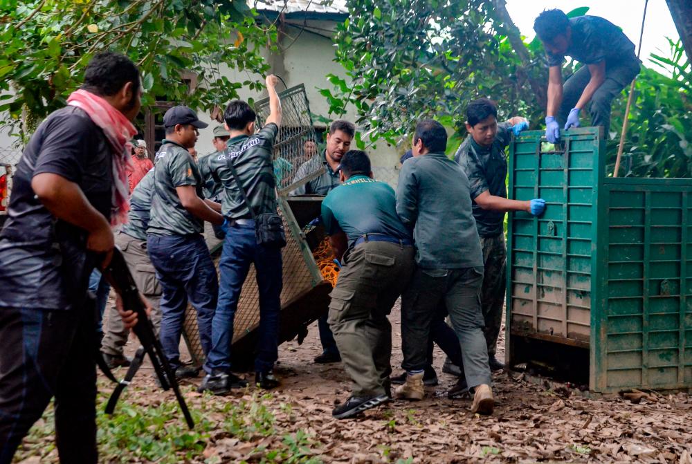 Perhilitan to set up tiger traps in Meranto plantation