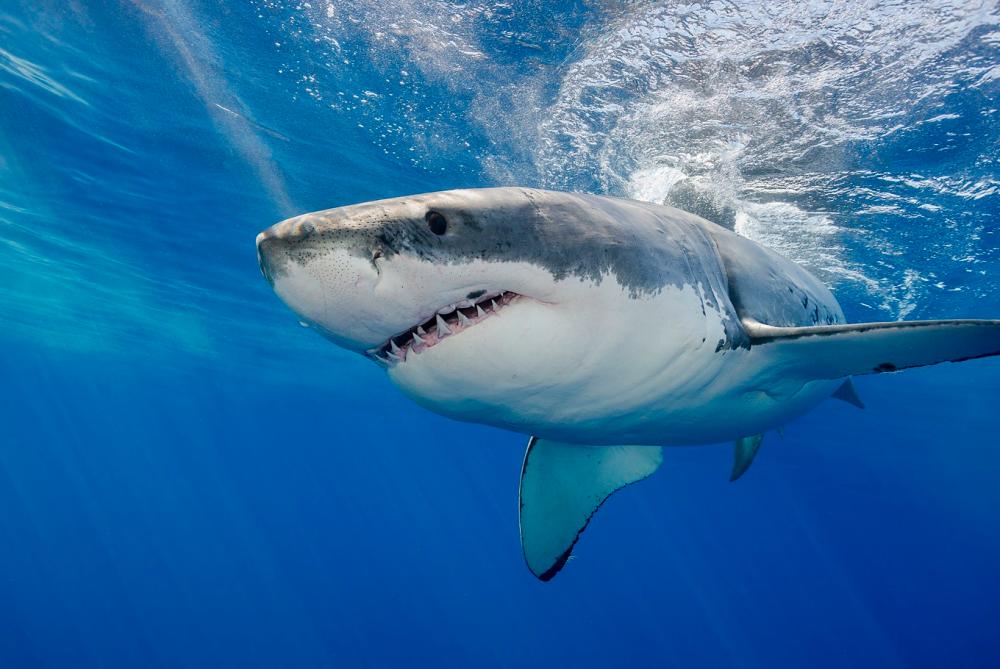 6 best shark movies of all time
