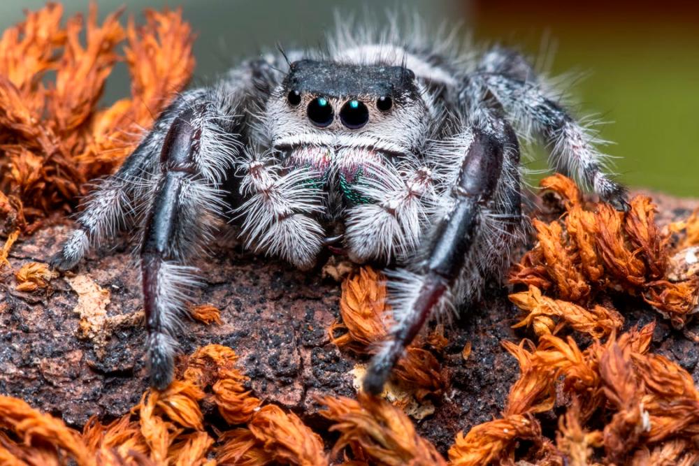 Aussie start-up using spider venom to treat heart attacks