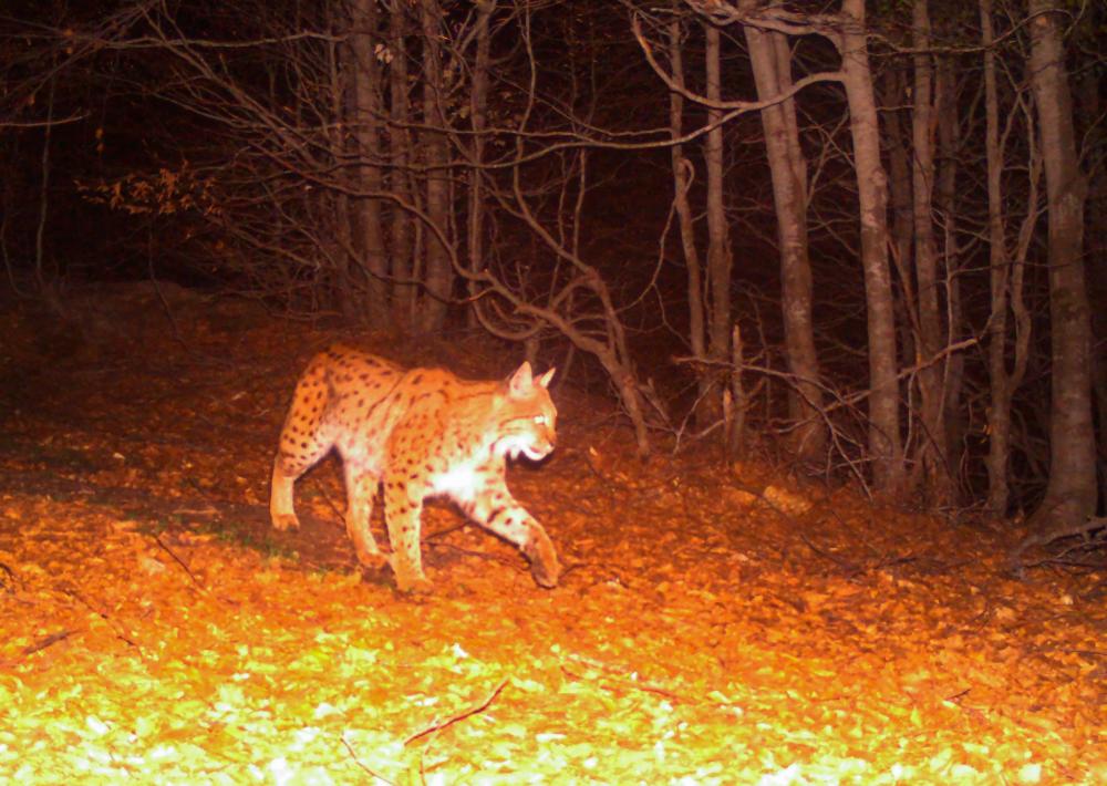 Battle to save ghostly Balkan lynx from extinction