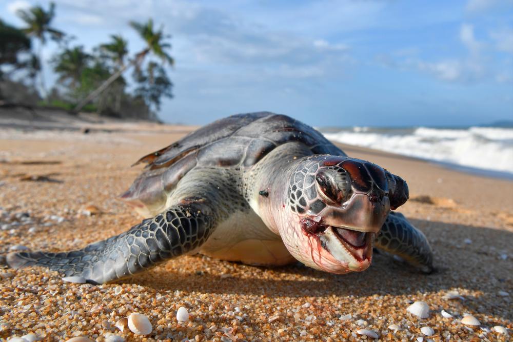 Green turtle carcass found in Pulau Kapas, tenth death this month