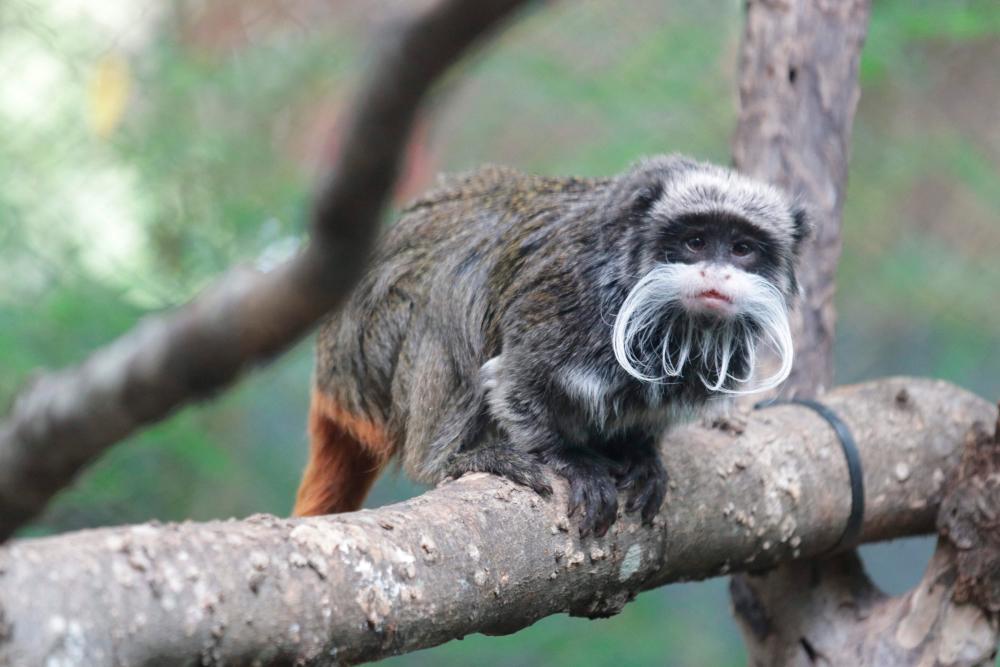 Two missing Dallas Zoo monkeys found: Police