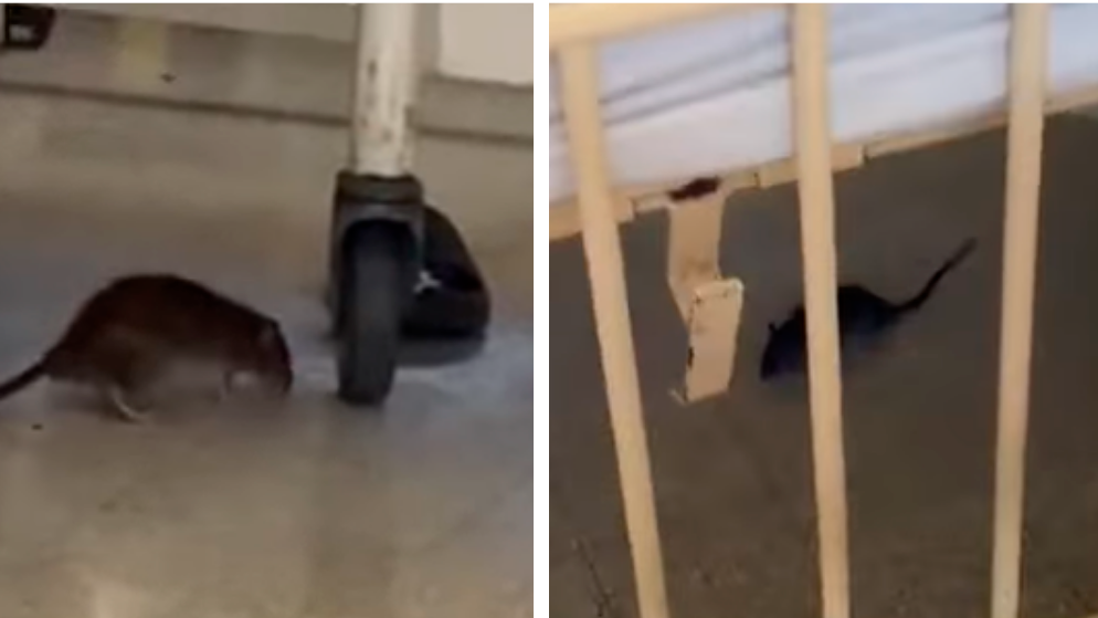 Viral rat video: HTJS takes immediate action, improves hygiene