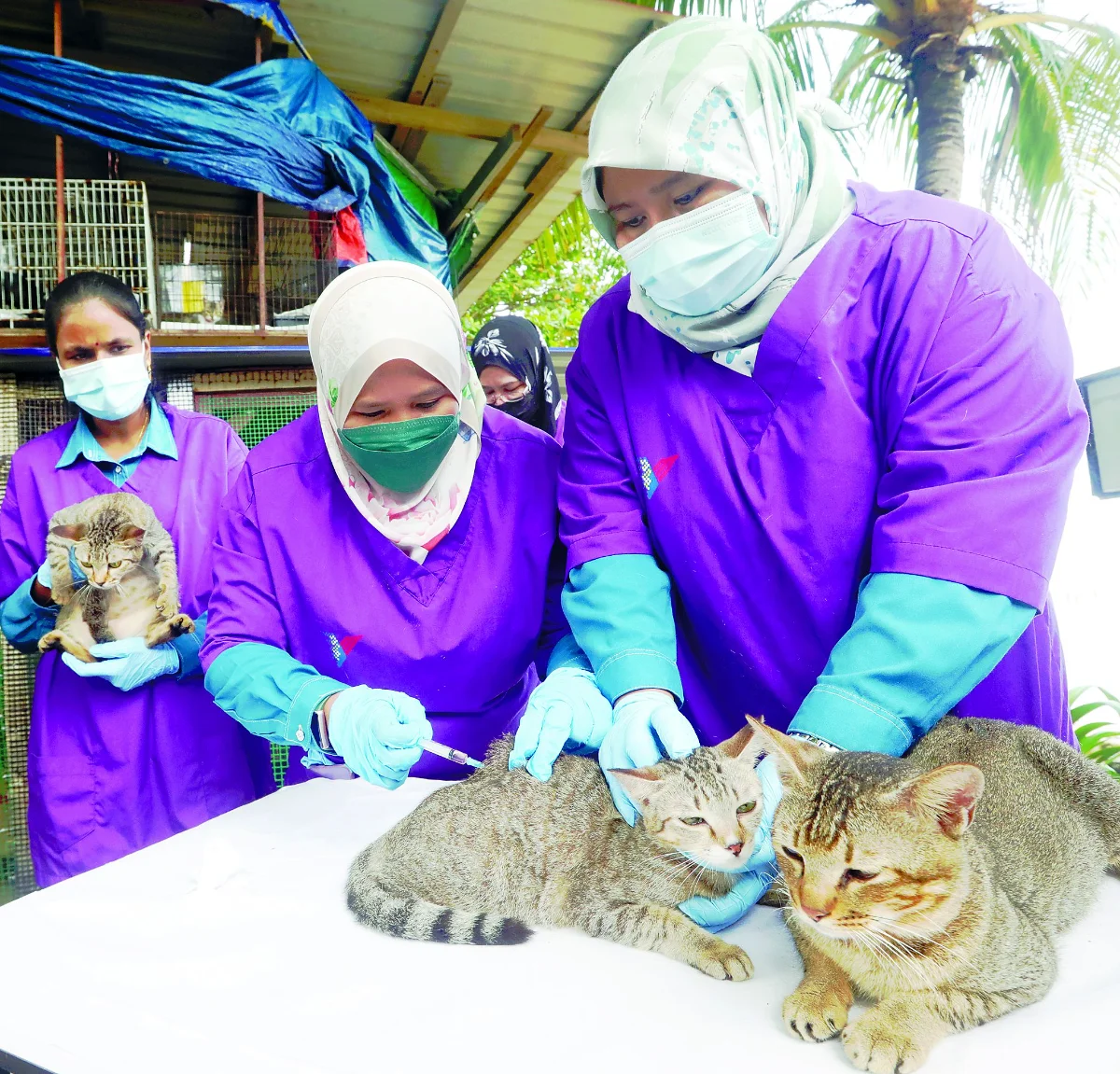 Malaysia faces vet shortage of 6,000, risks grow