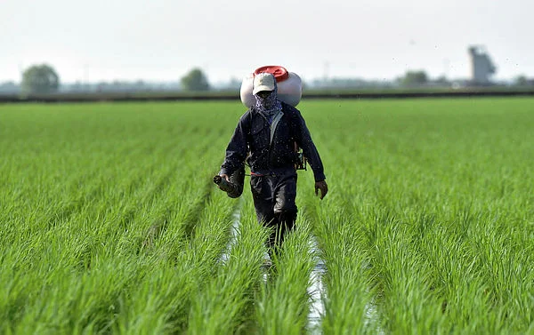 Padi planting for season 1/2026 in Kedah to begin soon