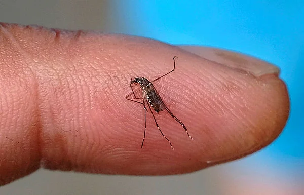 Dengue cases in Malaysia rise 20.7% to 33,367 - Newswav